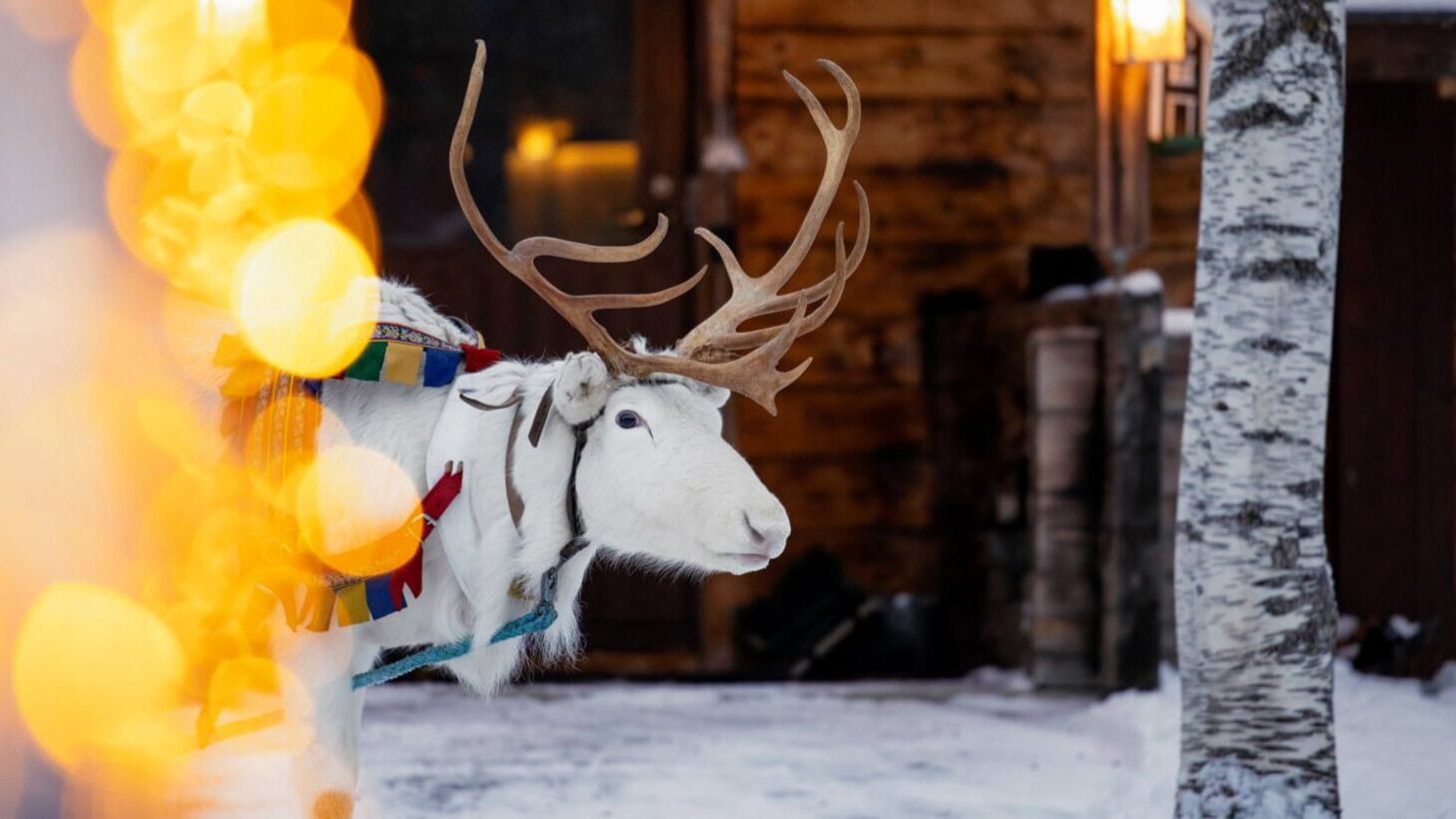 Reindeer farm experience - Sea Lapland Safaris